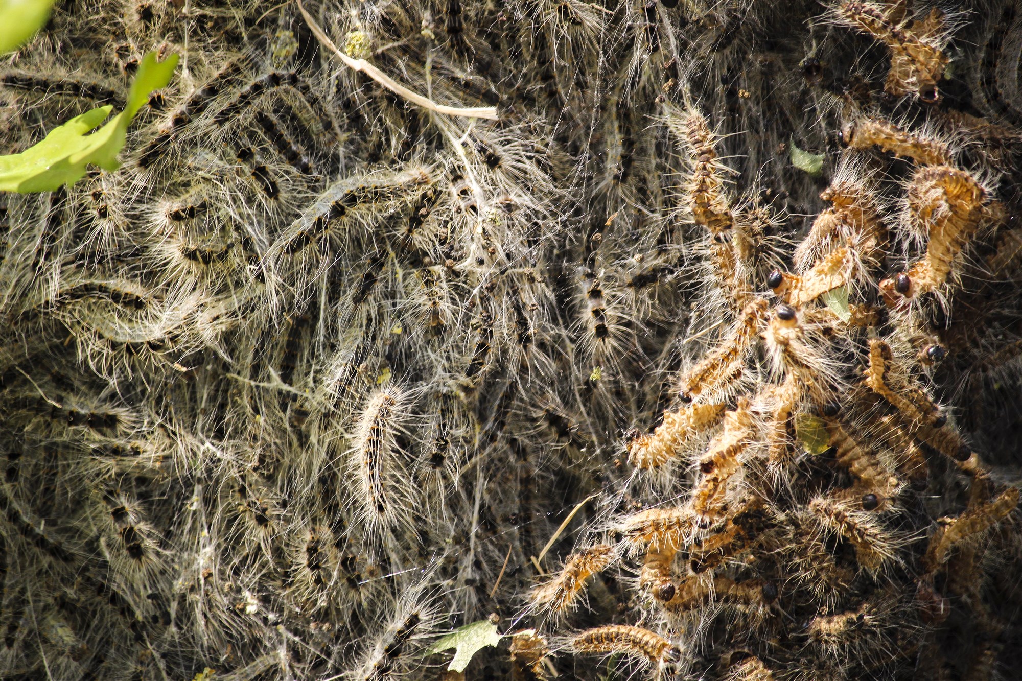 Verwachting: de processierups ook in 2020 een plaag. Wat is het plan?