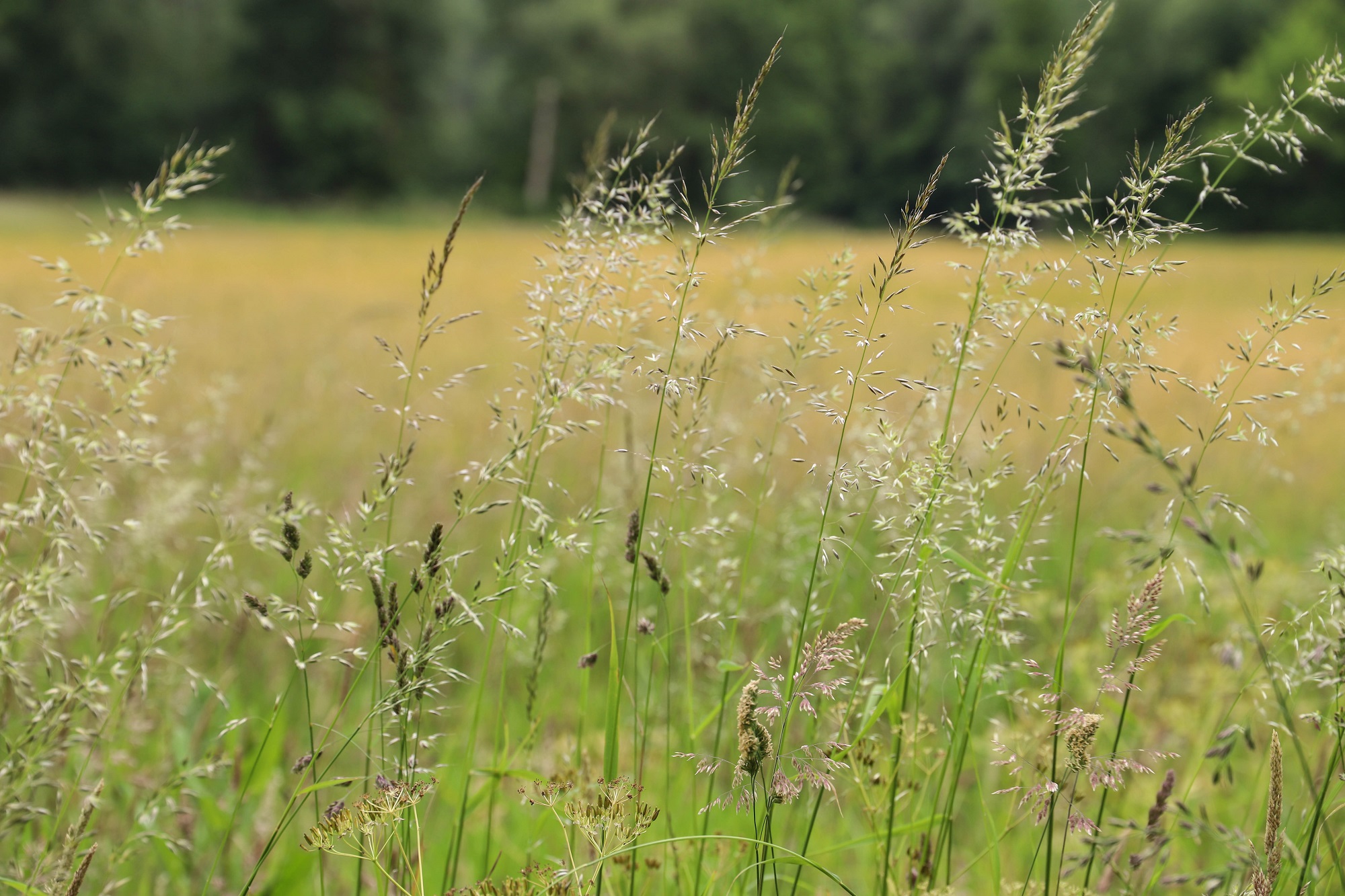 Intratuin Halsteren - indebuurt Bergen op Zoom