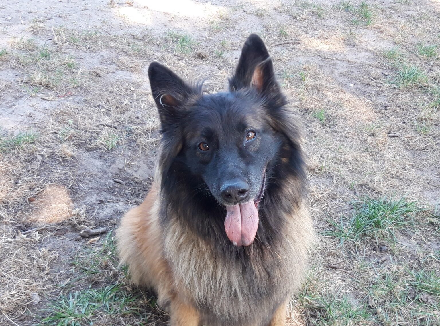 Hond zoekt baas: Lex is gek op knuffelen en spelen