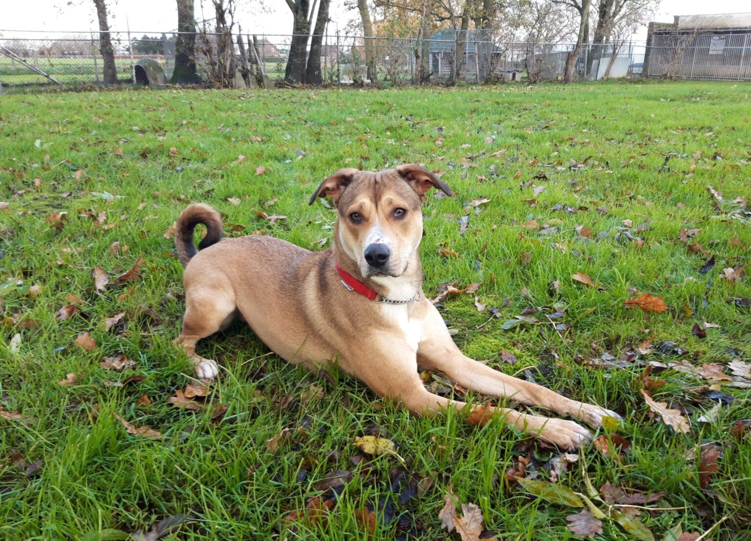Nieuw jaar nieuw begin: Vlinder zoekt een baasje met een tuin om in te ...