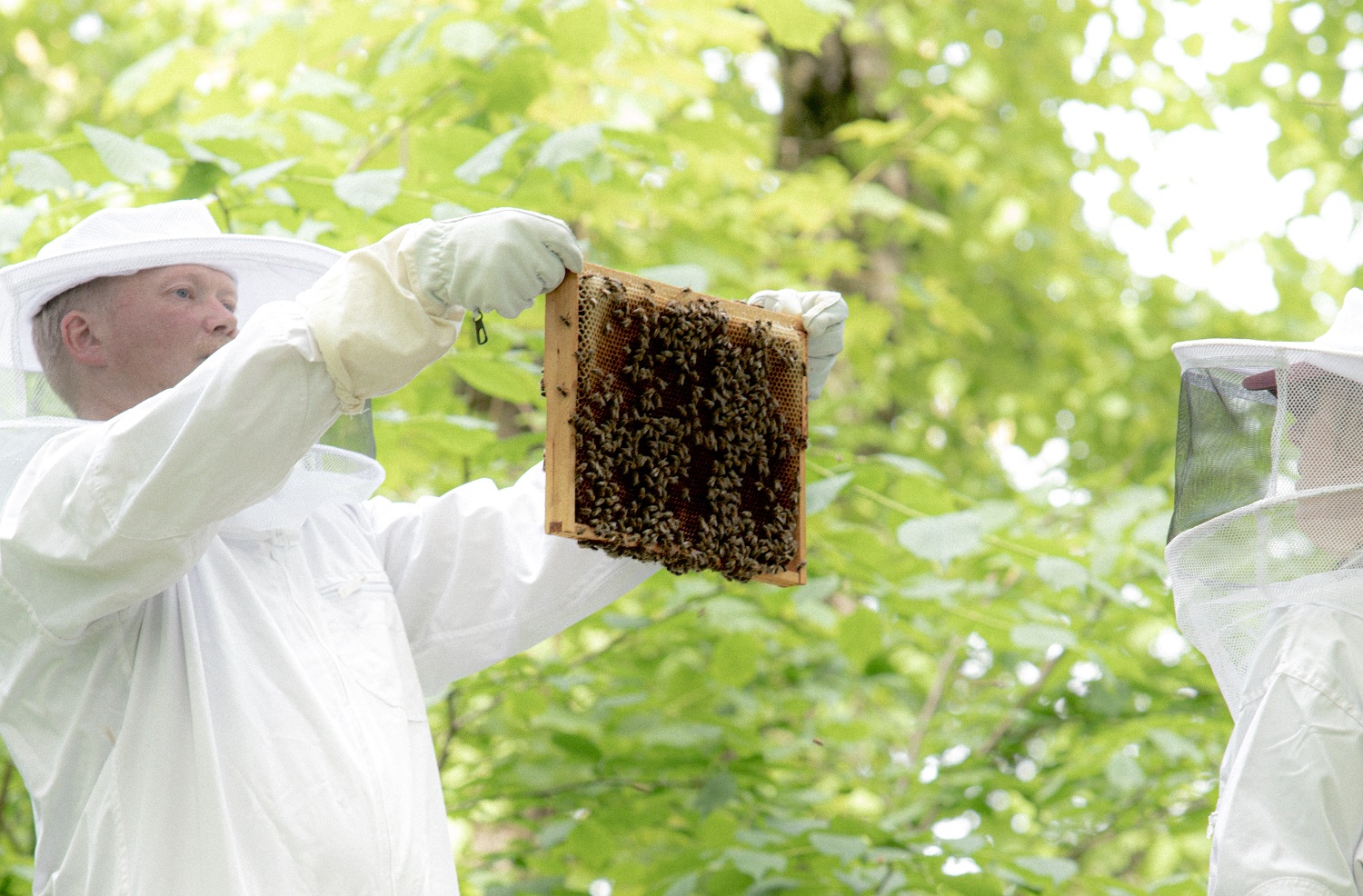 BIJzonder uitje: bezoek een Bergse imker tijdens de Landelijke Open ...