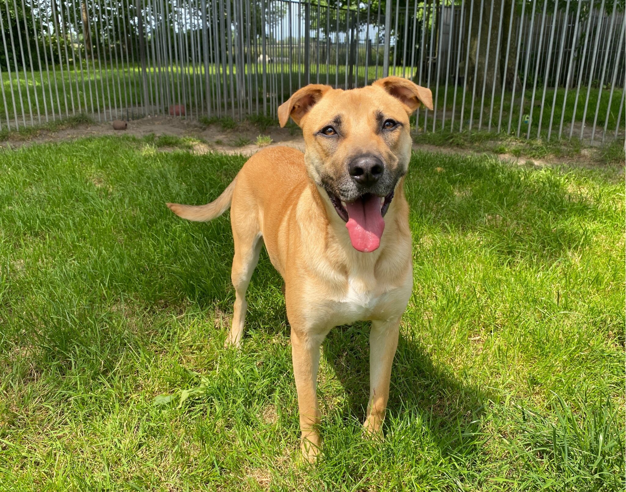 Baasje gezocht: vrolijke Mowgli zoekt een nieuw thuis - indebuurt ...