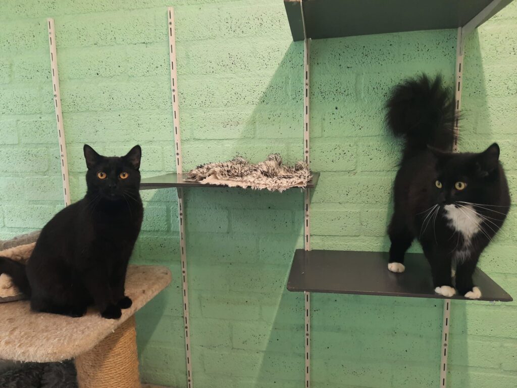 Ondernemend duo: broers Sammy en Stevy zoeken een nieuw thuis