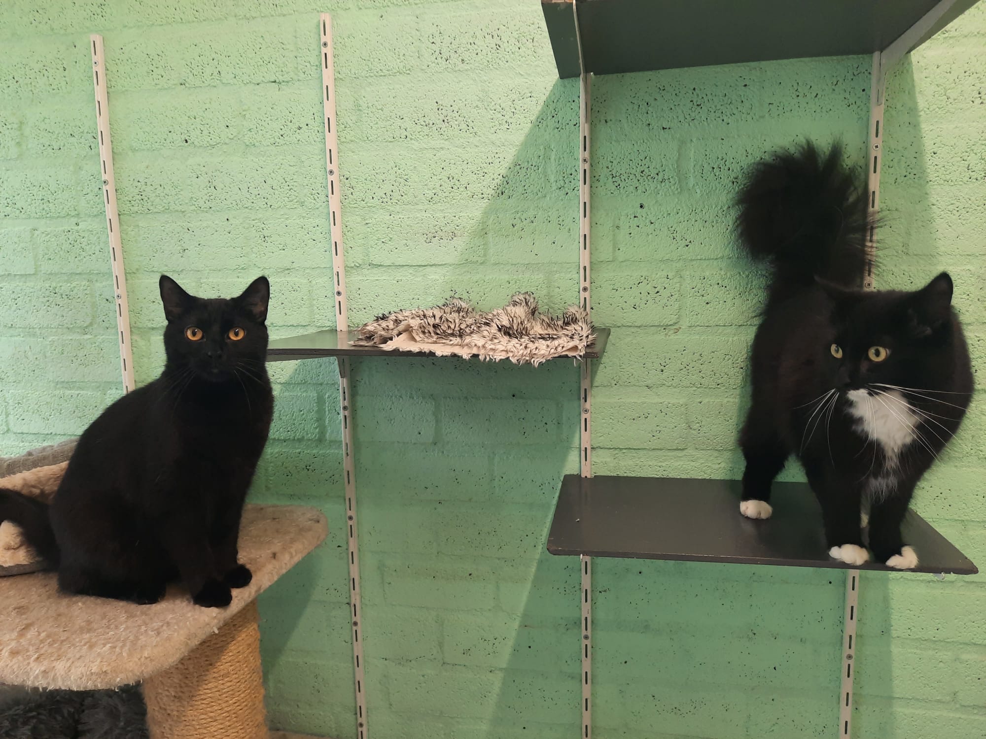 Ondernemend duo: broers Sammy en Stevy zoeken een nieuw thuis