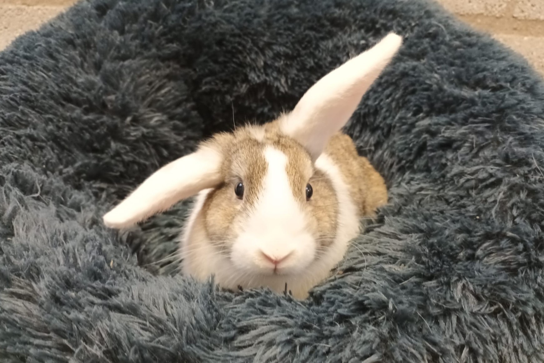 Konijn Olaf zoekt een baasje én een vriendin