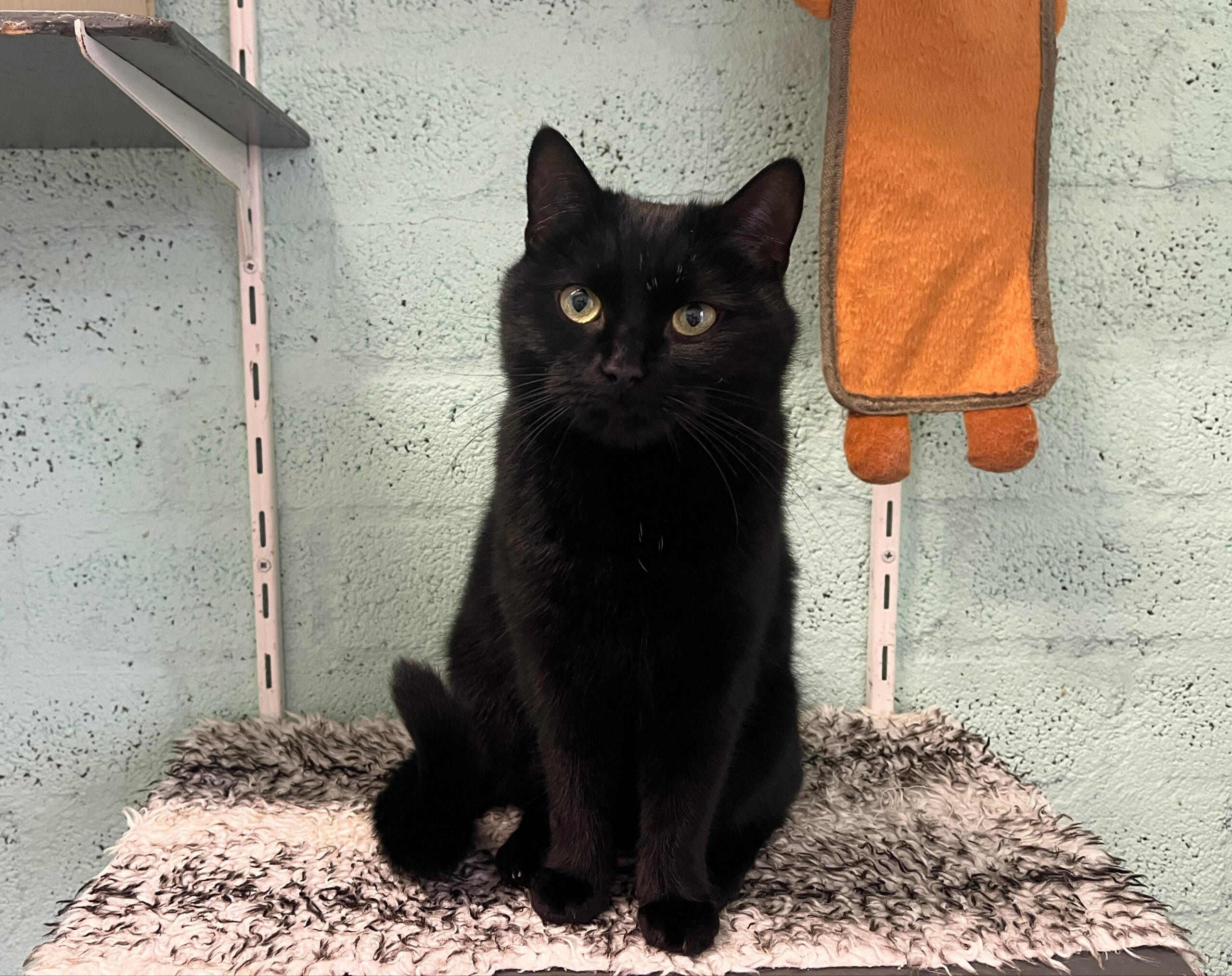 Baasje gezocht: asielkat Phoebe zoekt een eigen thuis - indebuurt ...