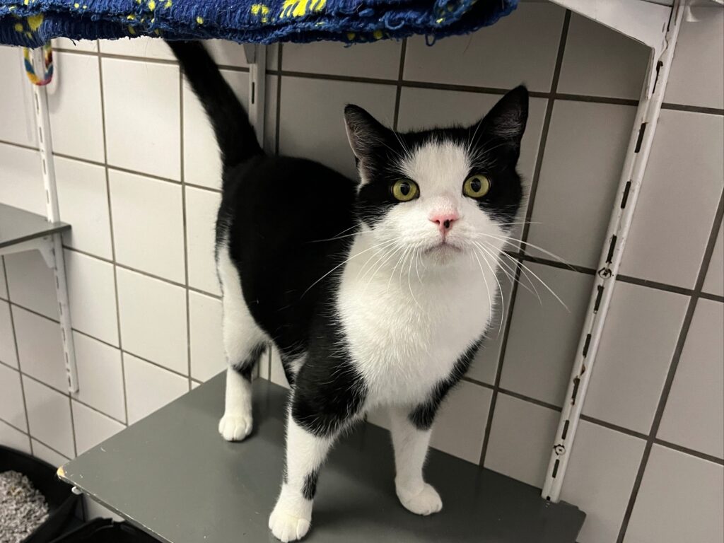 Asielkat Lowie zoekt een plek om lekker zijn eigen ding te doen ...