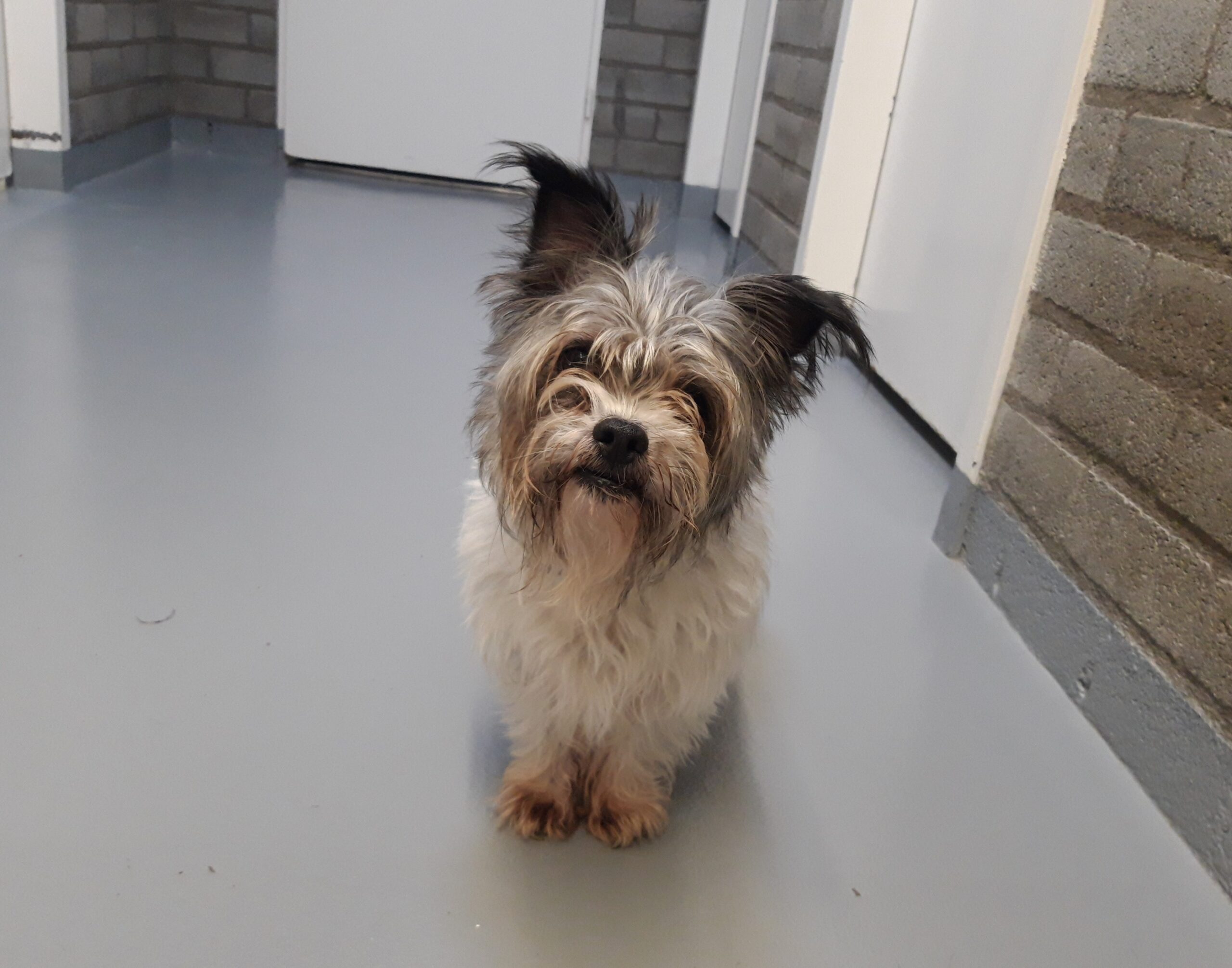 Asielhond Boomer zoekt een nieuwe allerbeste vriend - indebuurt Bergen op Zoom