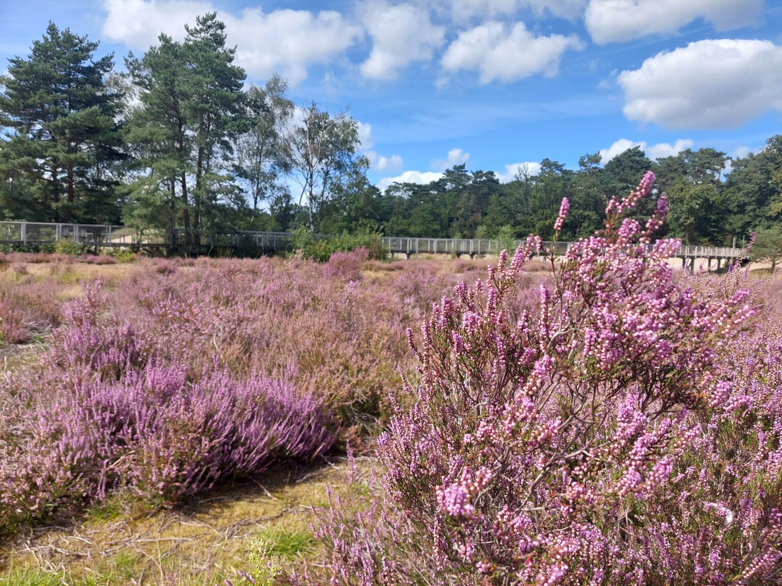 Mooi plaatje: de heide in Bergen op Zoom staat in bloei - indebuurt Bergen op Zoom