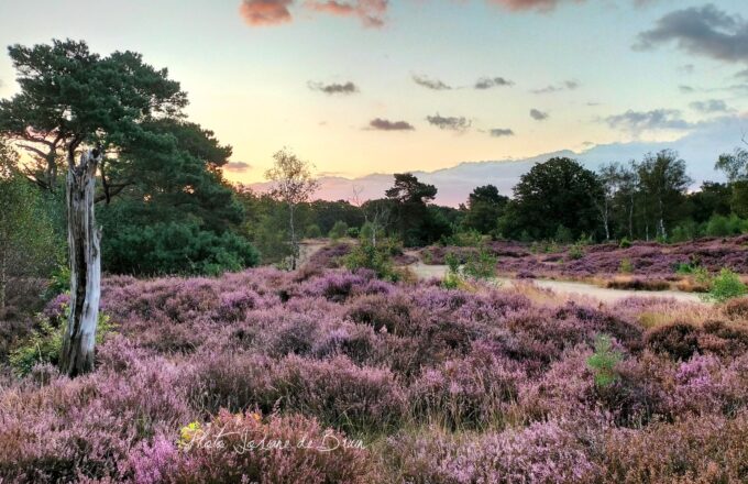 Natuur indebuurt Bergen op Zoom