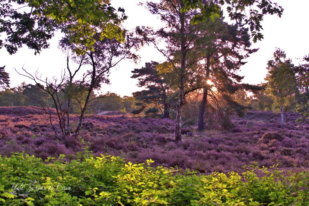 Vleugje paars, geuren van zomer: de heide is in volle bloei - indebuurt Bergen op Zoom
