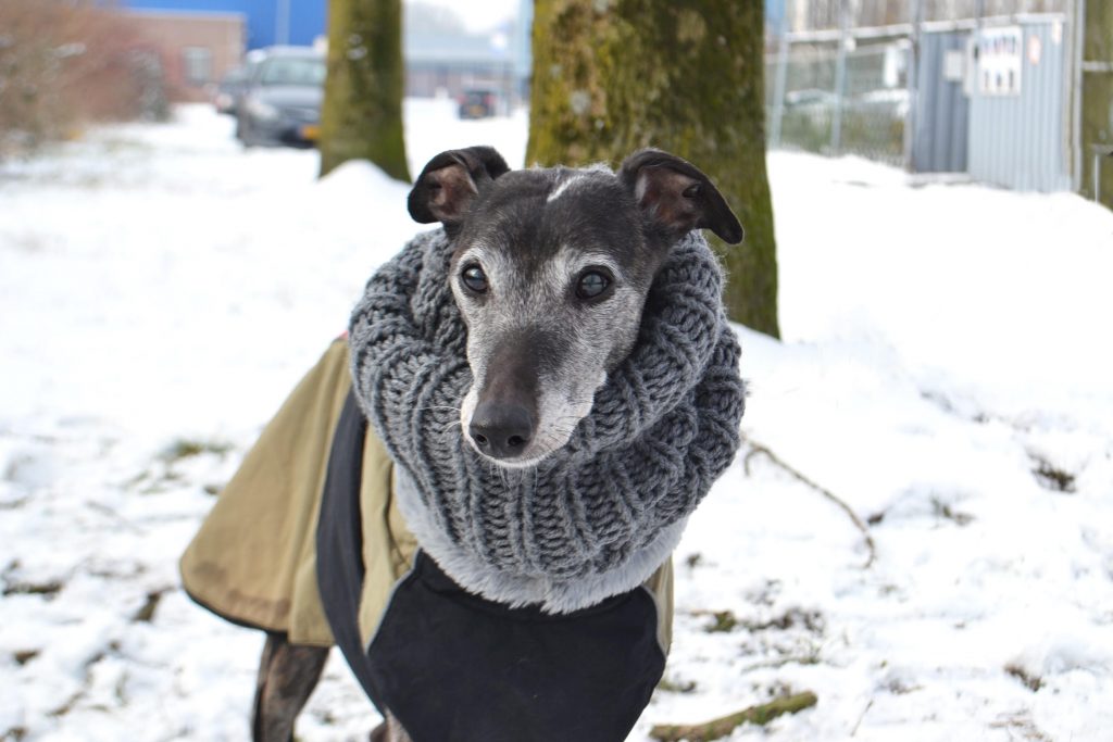 Oude baas Heros zoekt een nieuw baasje - indebuurt Breda