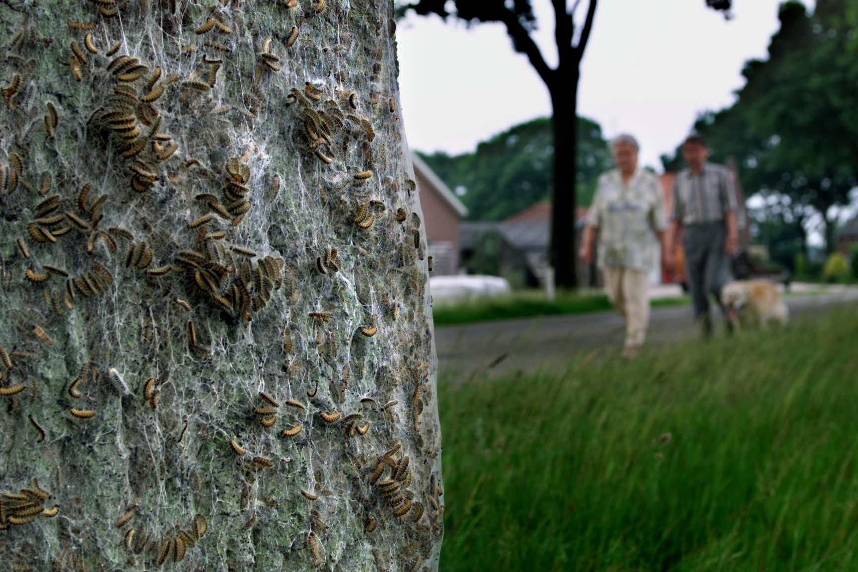 6 x antwoorden op vragen over de eikenprocessierups in Breda