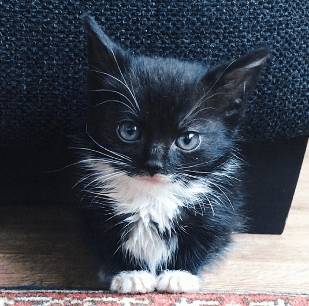 Kittens, rode katers en blauwe oogjes: 7 x de schattigste katten in ...