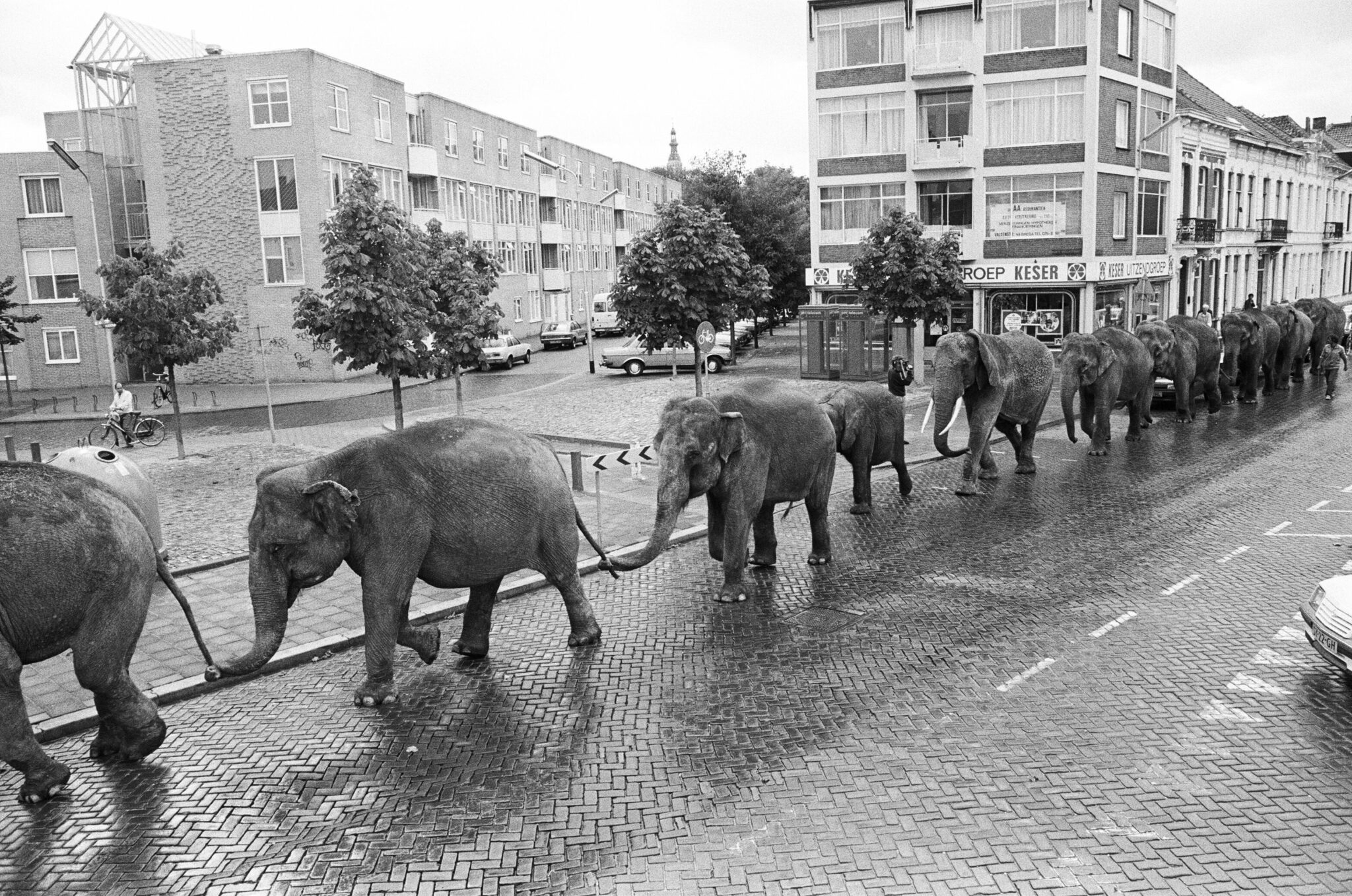Wát zeg je me nou?! 5 x exotische dieren die een ommetje maakten door Breda