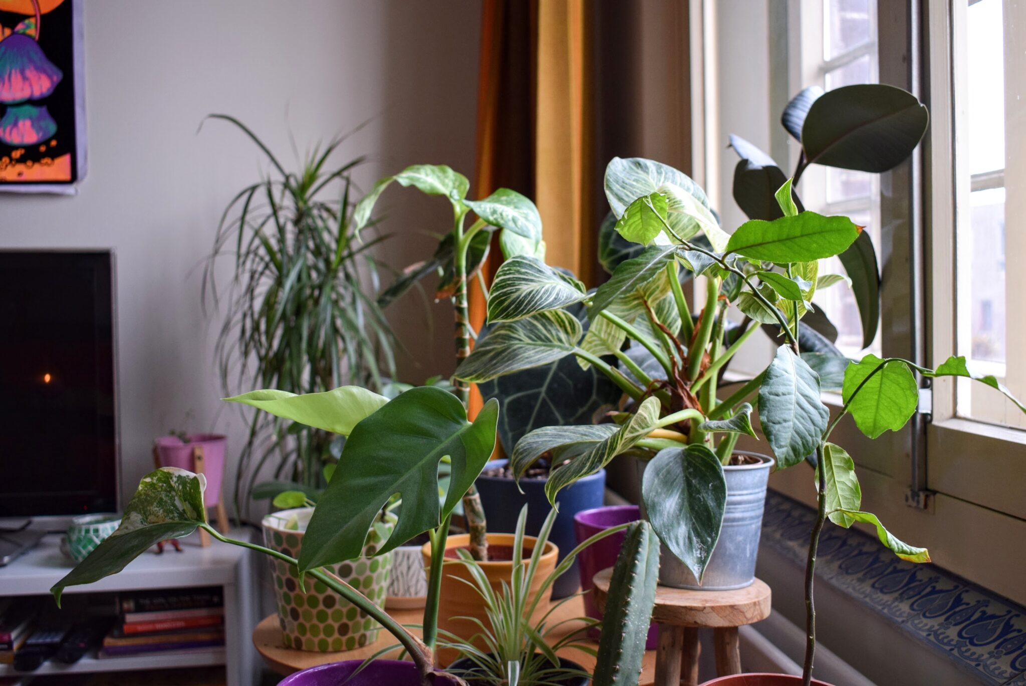 Dode plant of nieuwe plantjes nodig? Hier in Breda kun je terecht ...