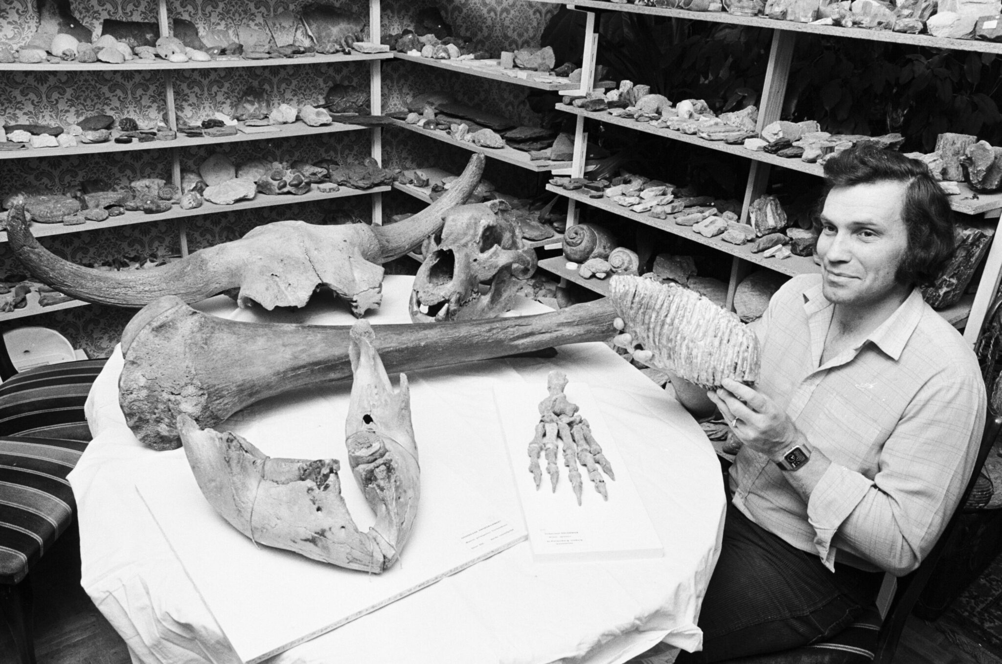 Kijk anders naar de Bredase straten: zoek de fossielen - indebuurt Breda