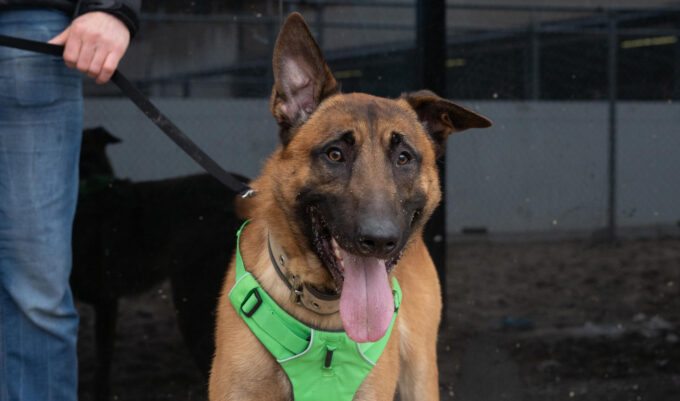Rondleiding bij het dierenasiel van Breda: op deze dag kan het