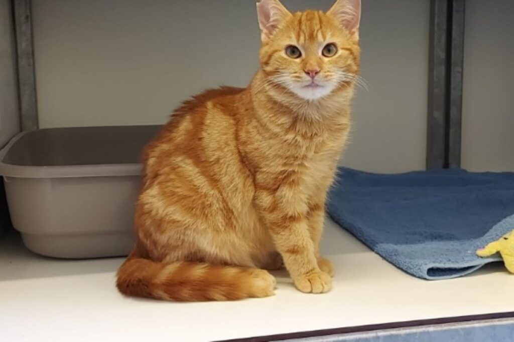 Baasje gezocht: 7 x deze lieve katten zitten in het asiel van Breda ...