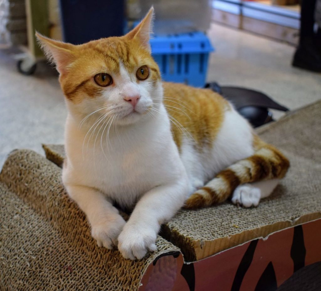 Het is Wereld Kattendag! Dit zijn de 6 bekendste katten van Delft ...