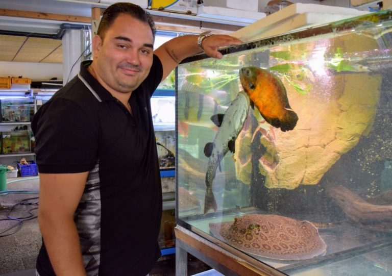 Hondenopvang of kattenoppas: hier in Delft kan je je huisdier kwijt