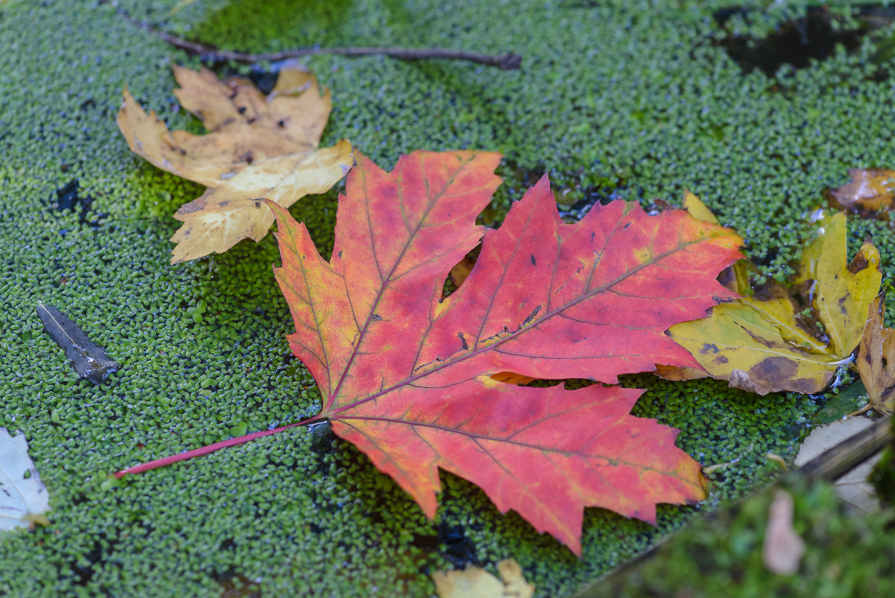 Herfstvakantie! 6 x gratis activiteiten in Delft met kinderen ...