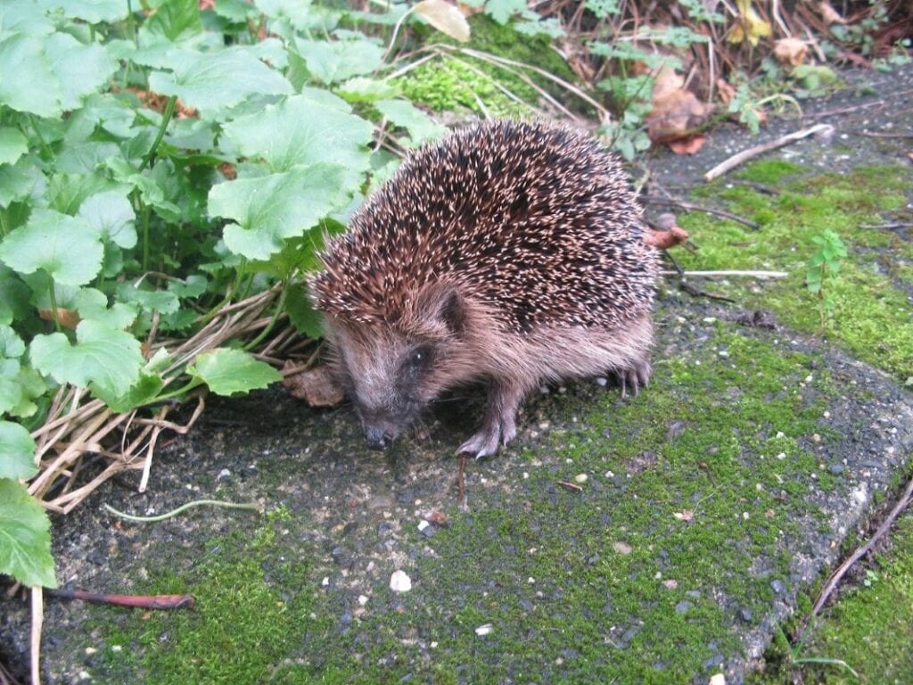 6 x dit moet je weten als je een egeltje in je tuin hebt - indebuurt Delft