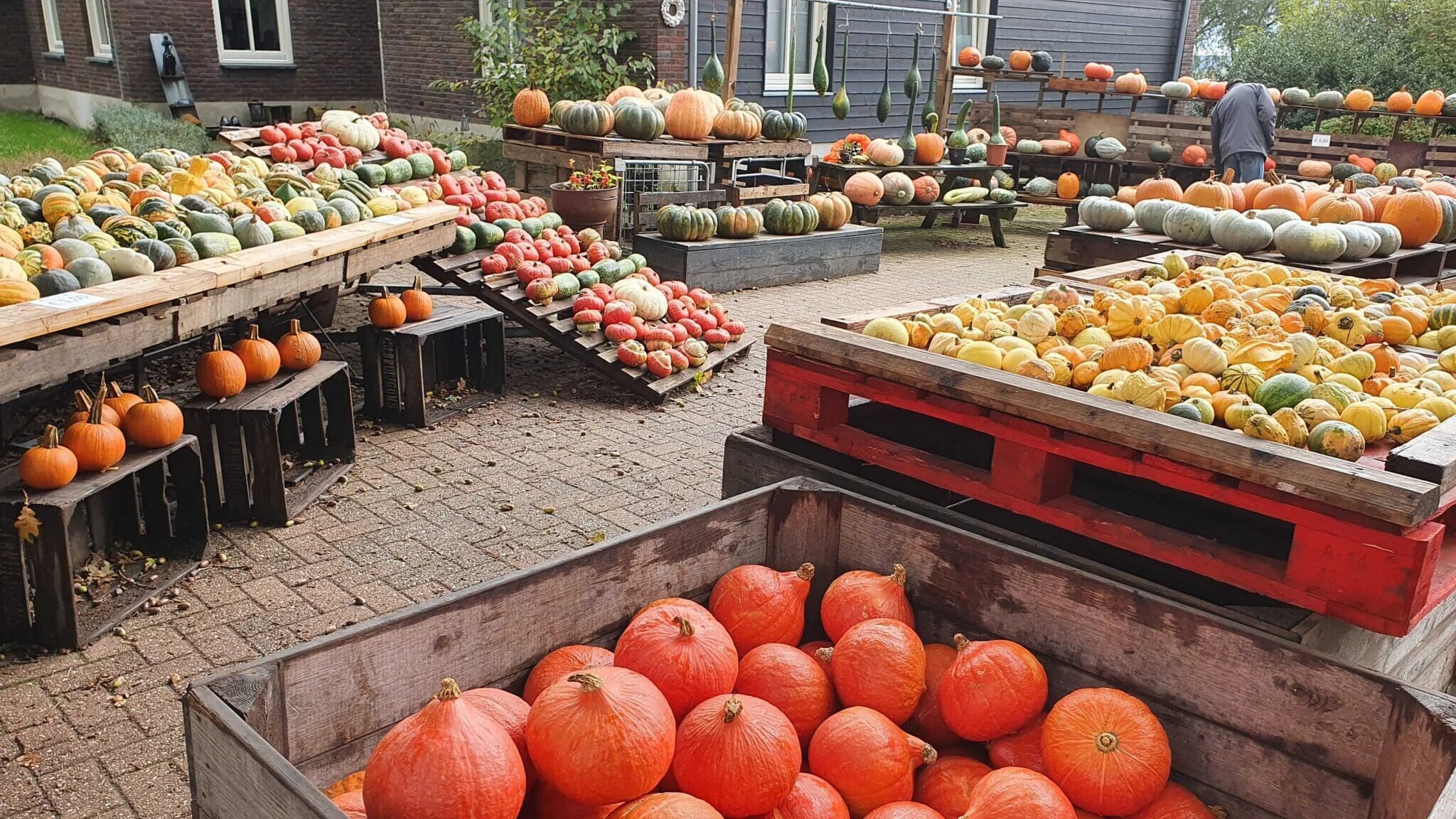 Pompoenen kopen: adresjes in Delft en omgeving - indebuurt Delft