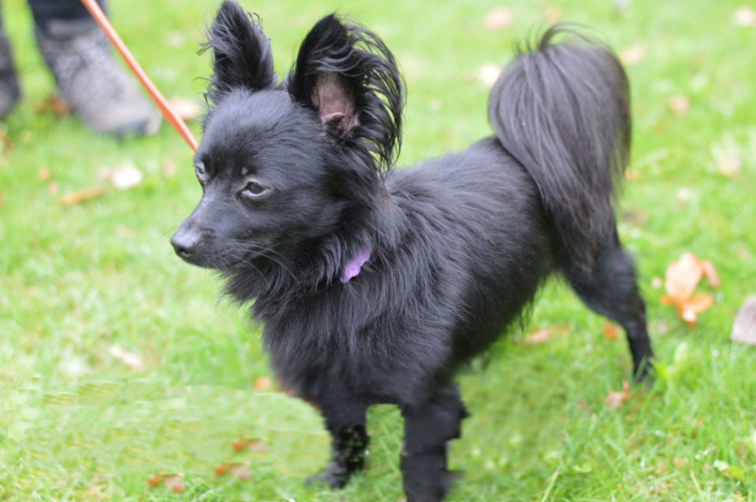 Dieren indebuurt Den Bosch