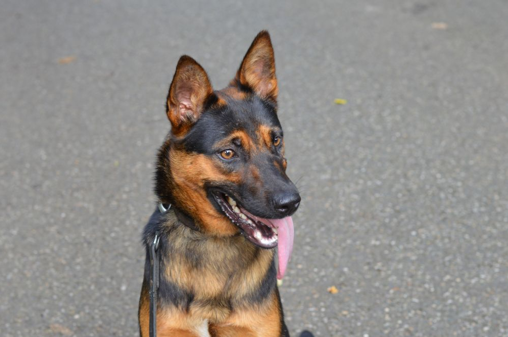 Deze lieve Bossche dierenvriendjes wachten op een baasje - indebuurt ...