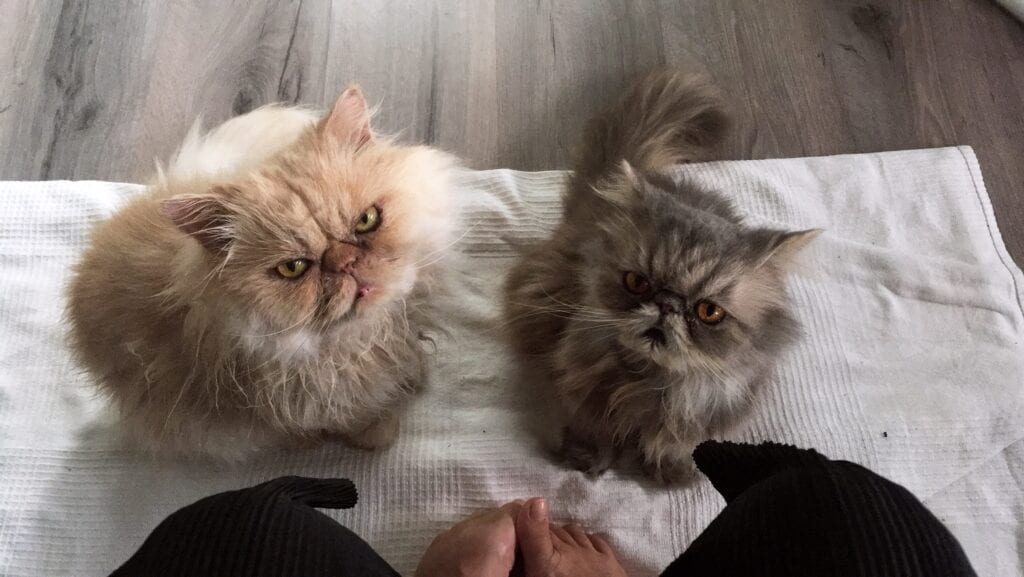 Grumpy Cats zijn helemaal hot! 5 x jullie grumpy cat - indebuurt Den Bosch