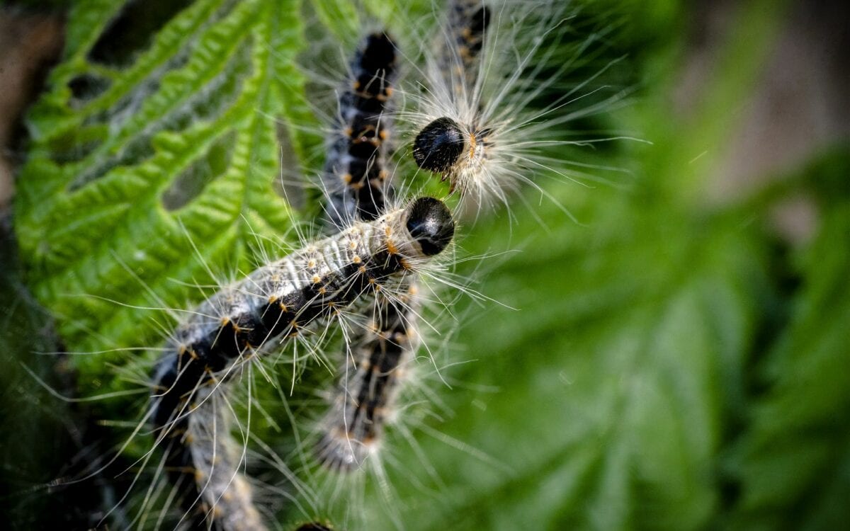 Processierups in Den Bosch: dit kun je volgens GGD tegen de jeuk doen