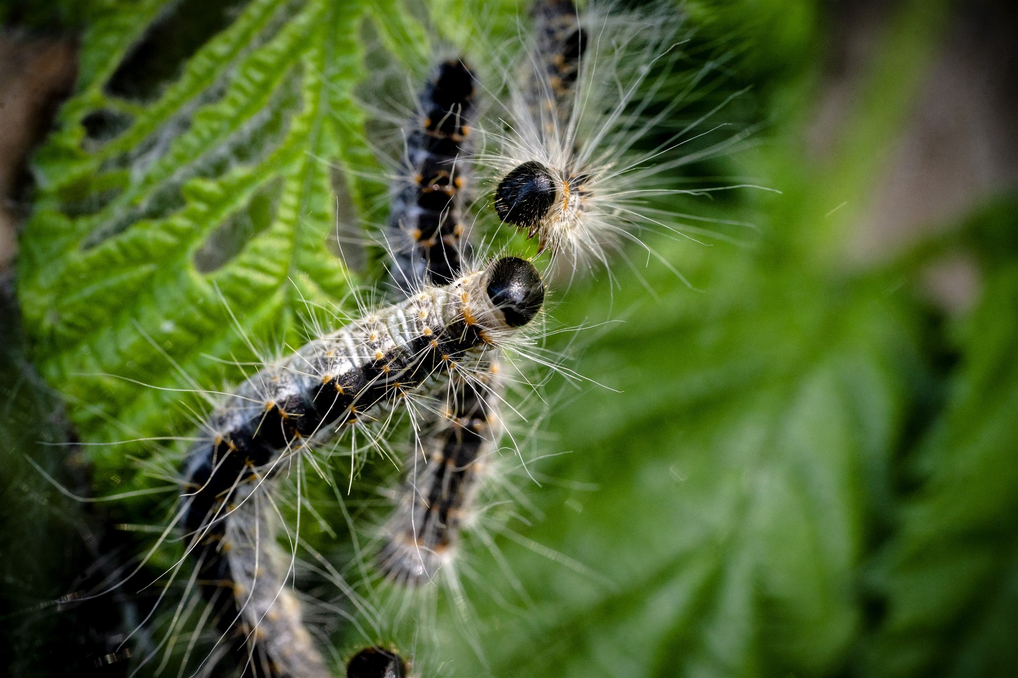 Processierups in Den Bosch: dit kun je volgens GGD tegen de jeuk doen