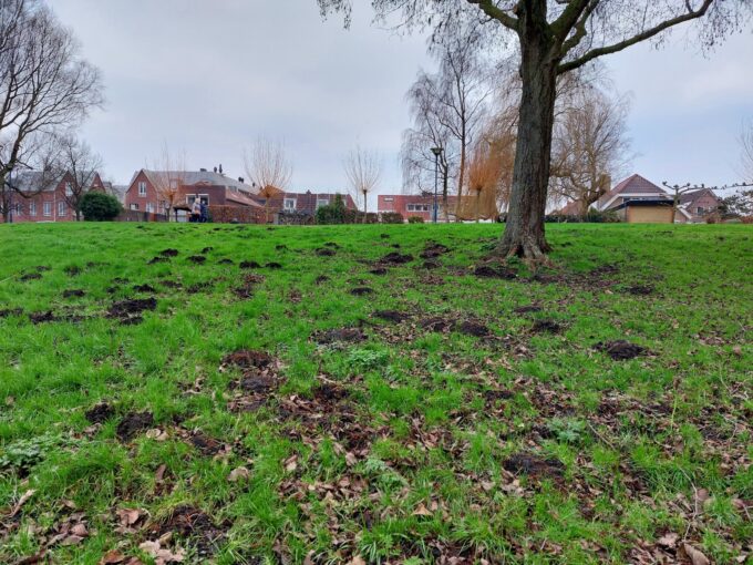 Mysterie: waarom er juist nu veel molshopen in Den Bosch - indebuurt ...