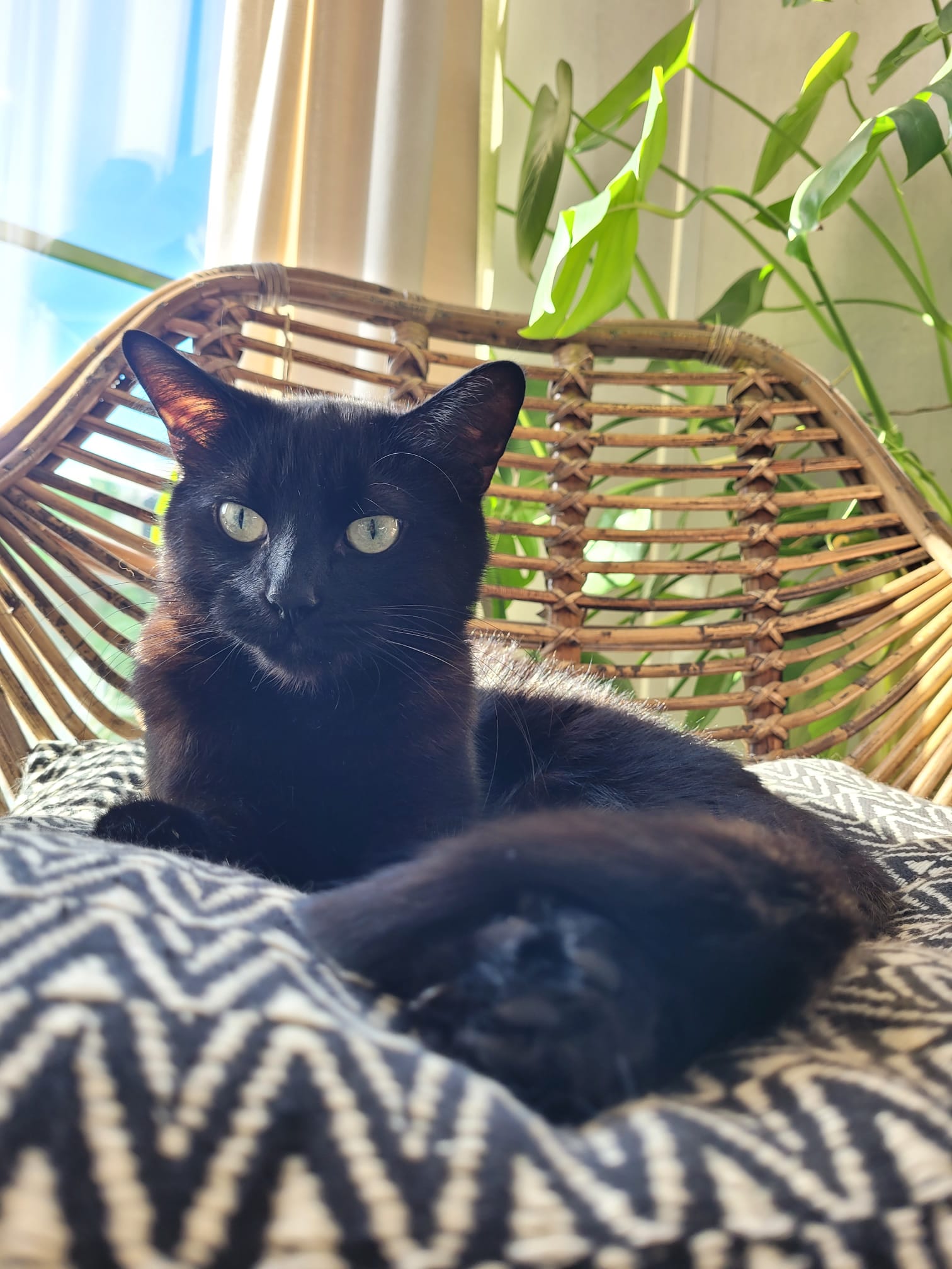 Vrijdag de dertiende! De ideale dag om een zwarte kat te adopteren ...