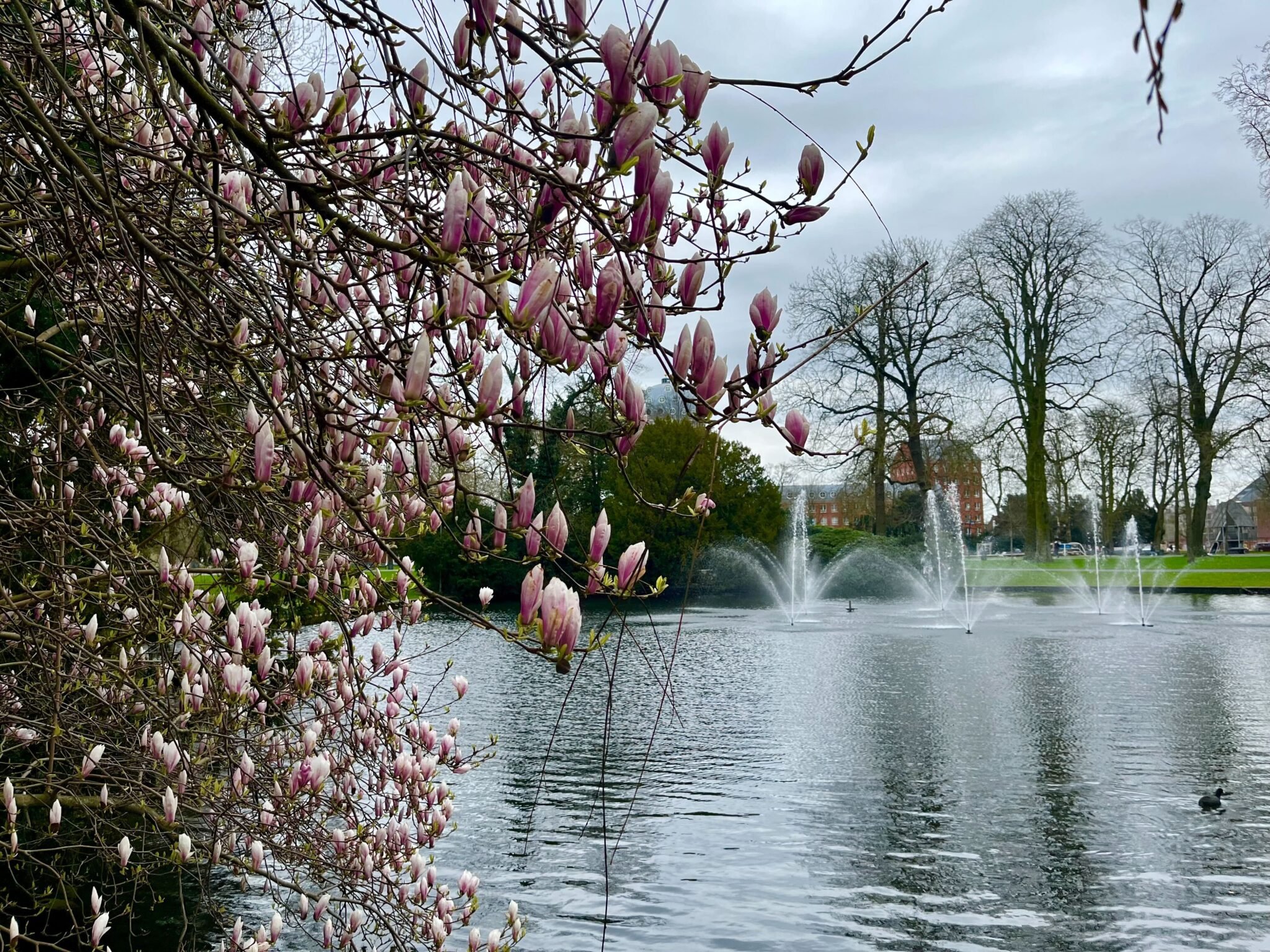 Gezocht: de grootste magnolia boom van Den Bosch