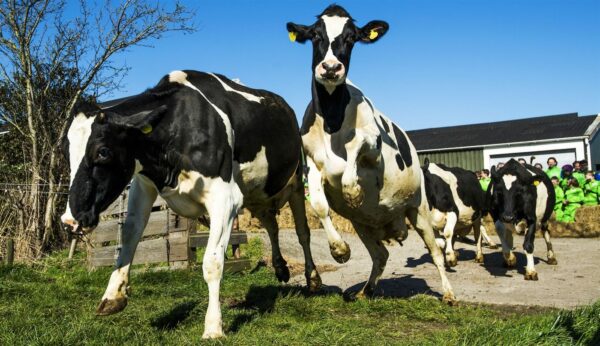 Hoera! Dit weekend dansen de koeien vlakbij Den Haag - indebuurt Den Haag