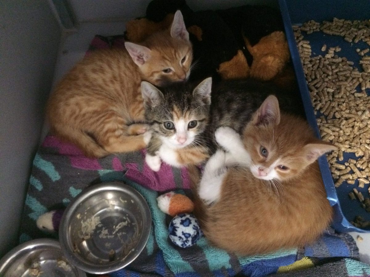 We kunnen in Den Haag weer asielhonden en -katten adopteren - indebuurt ...