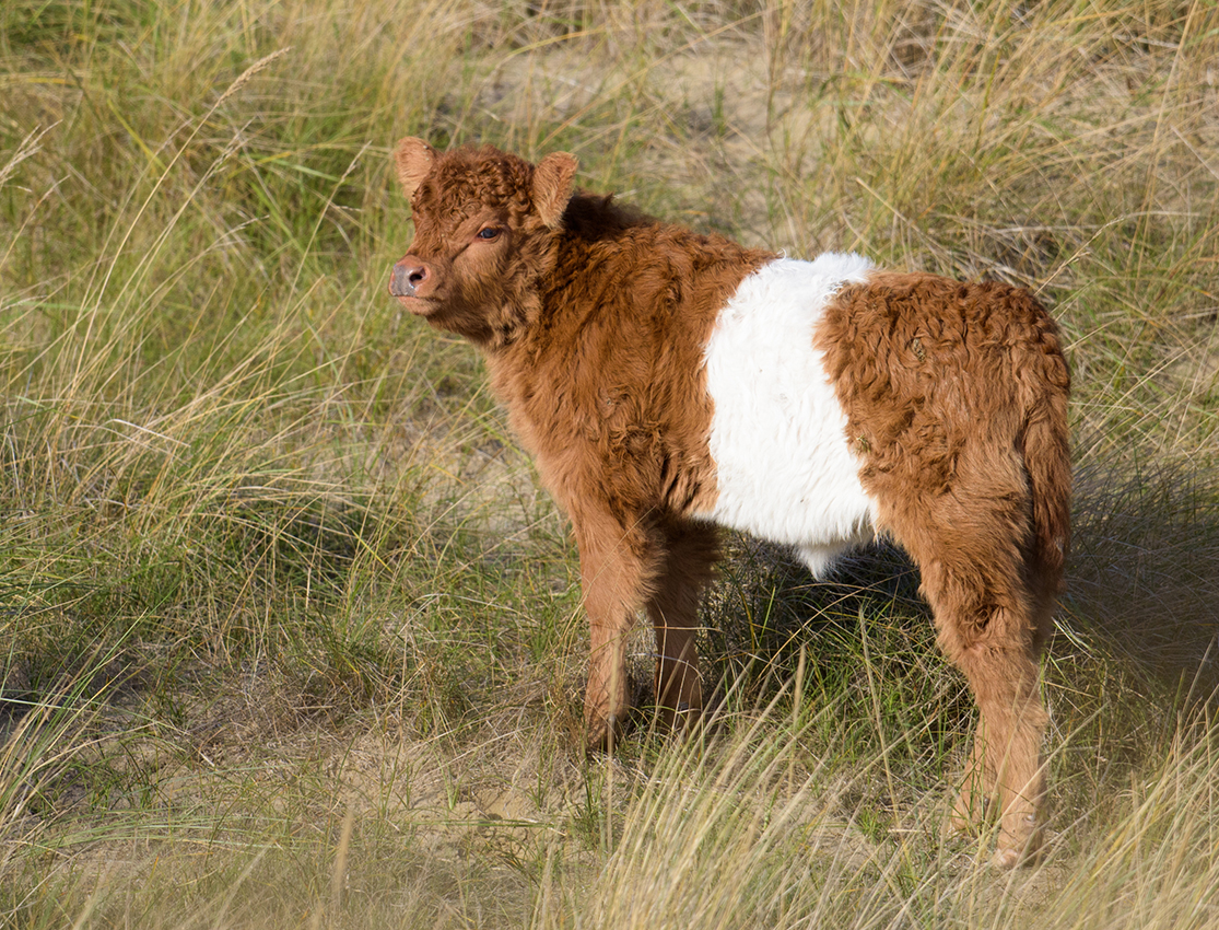 Hoera! In Meijendel zijn bijzondere kalfjes geboren - indebuurt Den Haag