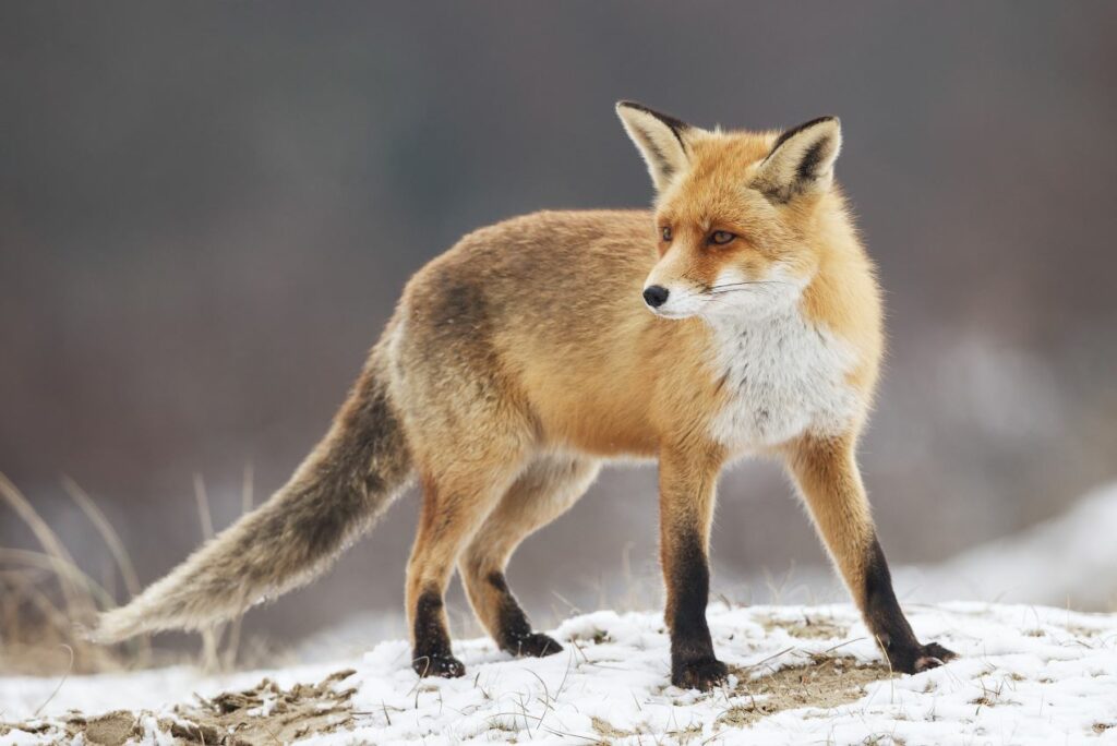Wow! Natuurfotograaf Ron van Rijn maakte deze gave foto's gewoon in Den ...