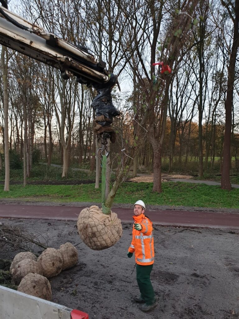 Zo worden er 1.500 nieuwe bomen geplant in Den Haag - indebuurt Den Haag