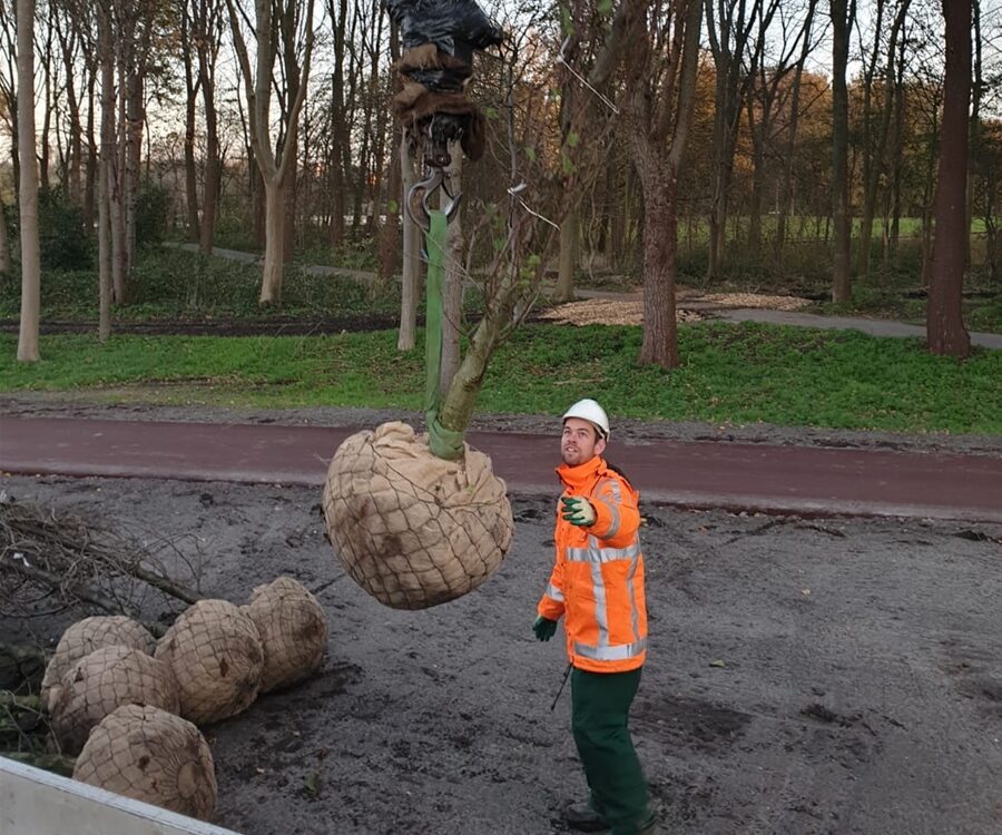 1.500 nieuwe bomen geplant in Den Haag | Groen in de Wijk