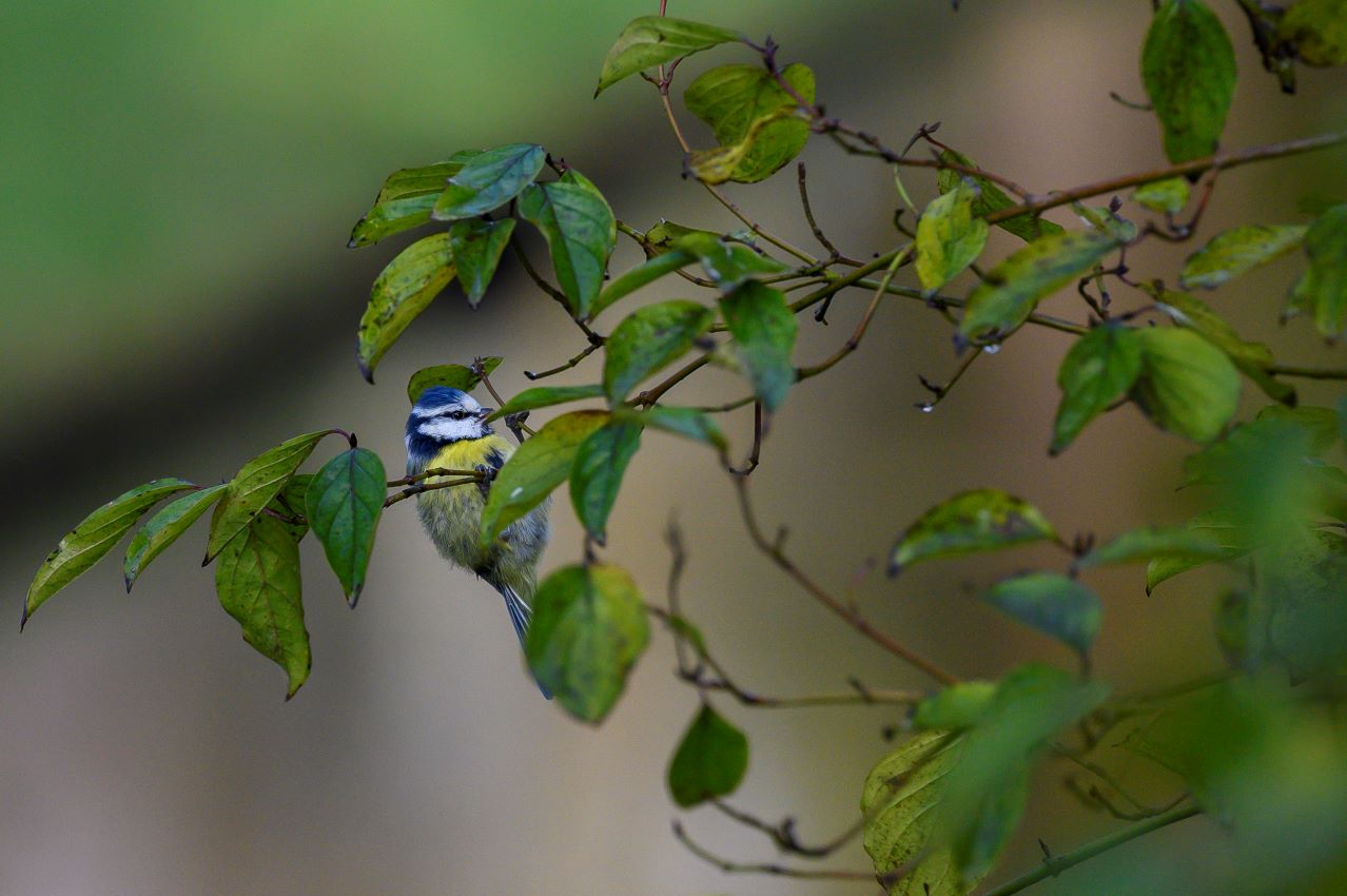Mus, duif of parkiet: Dit zijn de tien meest getelde vogels tijdens de ...
