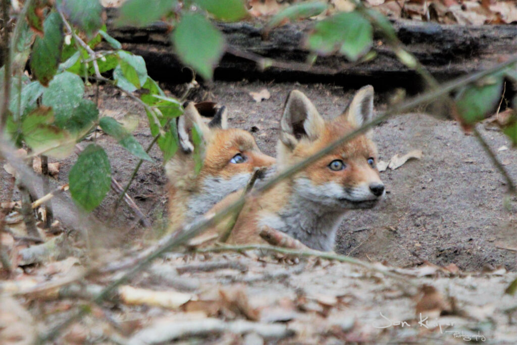 Fotoserie: In Den Haag zijn nu al jonge vosjes gespot - indebuurt Den Haag
