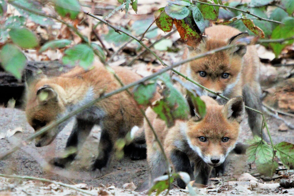 Fotoserie: In Den Haag zijn nu al jonge vosjes gespot - indebuurt Den Haag
