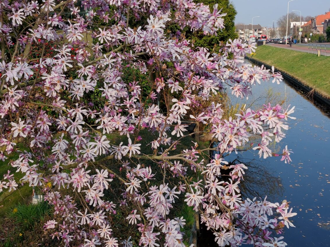 Fotoserie: deze prachtige bloesems bloeien nu in Den Haag - indebuurt ...