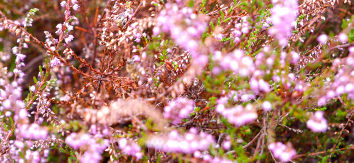 De heide in Den Haag staat in bloei en hier kun je ervan genieten ...