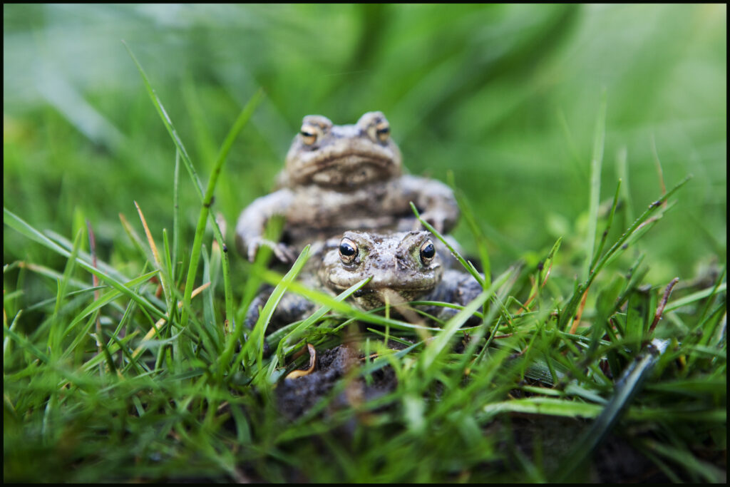 Leuke avondklus: kikkers en padden laten oversteken tijdens de ...