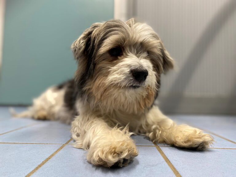 Baasje gezocht: eenzame Kokkie verloor zijn baasje en daarna zijn beste ...