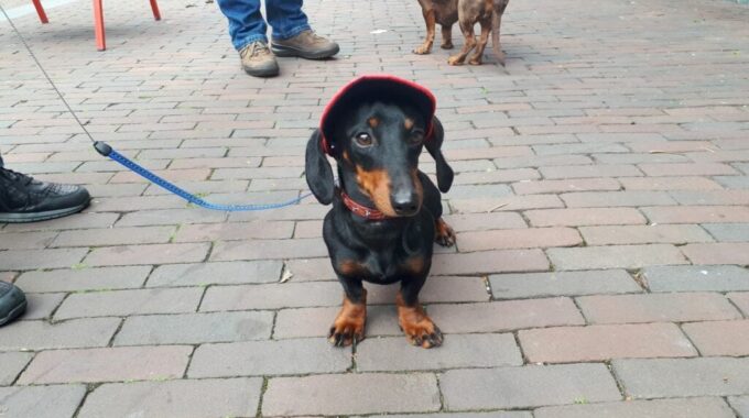 Baasje gezocht: Ranger zat onder de vlooien en was boos, nu is hij een ...